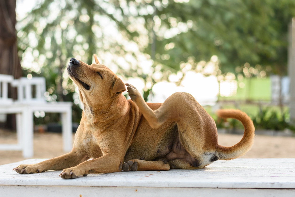 À l'aide, mon chien s'est fait piquer par une guêpe! - Dre Lucie Hénault À l'aide, mon chien s'est fait piquer par une guêpe! - Dre Lucie Hénault
